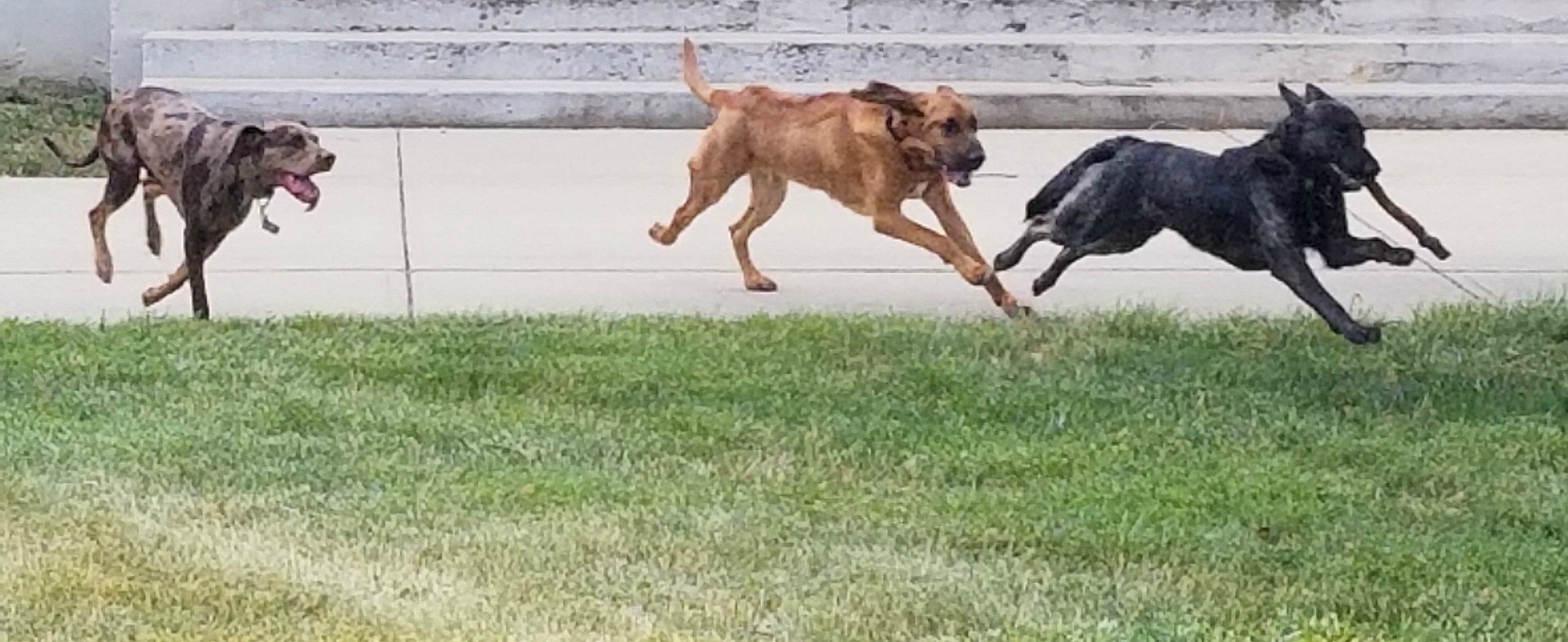 Doggy daycare: Does your dog want to go? | Connie Swaim Canine Behavior ...
