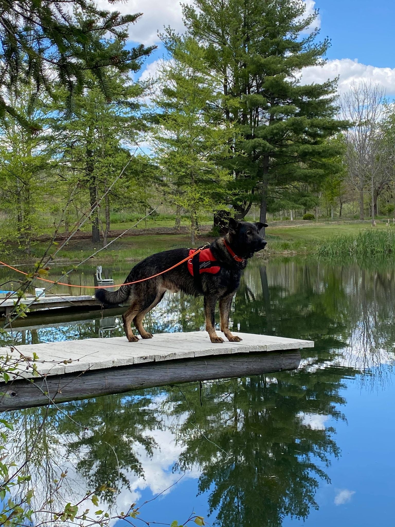 Emotional rollercoaster: Living with a dog with a serious behavior ...